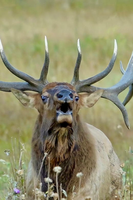 Half-Day RMNP Lakes and Meadows Tour-RMNPhotographer - The Sum Up: Is This Tour Right for You?