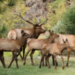Half-Day RMNP Mountains to Sky Tour-RMNPhotographer - Key Points