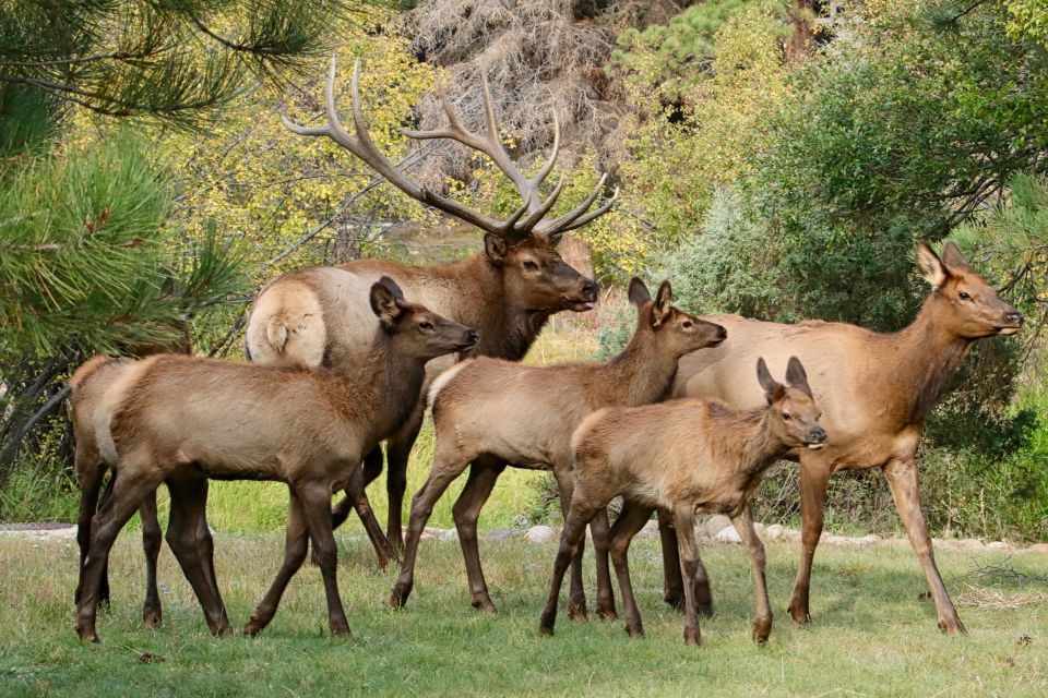 Half-Day RMNP Mountains to Sky Tour-RMNPhotographer - Key Points
