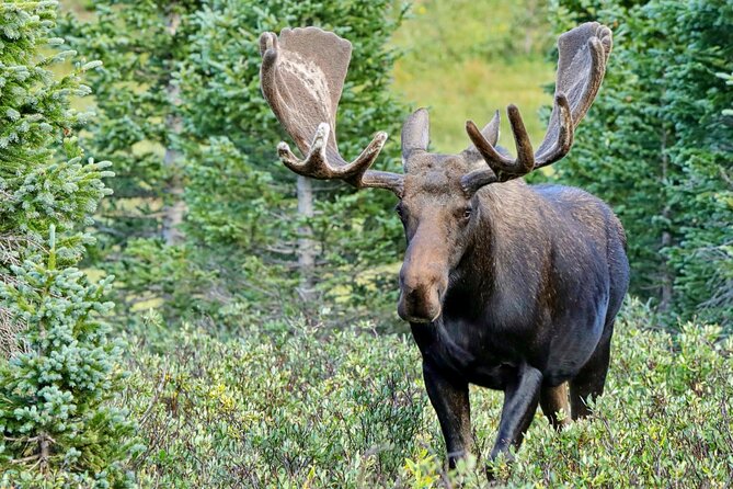 Half-Day Rocky Mountain National Park "Lake and Meadows Tour" - An In-Depth Look at the Rocky Mountain National Park "Lake and Meadows Tour"