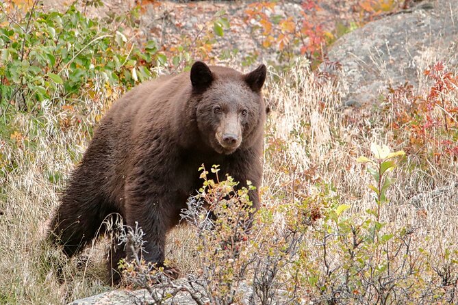 Half-Day Rocky Mountain National Park "Lake and Meadows Tour" - Who Will Love This Tour?