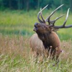 Half-Day Rocky Mountain National Park "Mountains to Sky Tour" - RMNPhotographer - What Sets This Tour Apart?