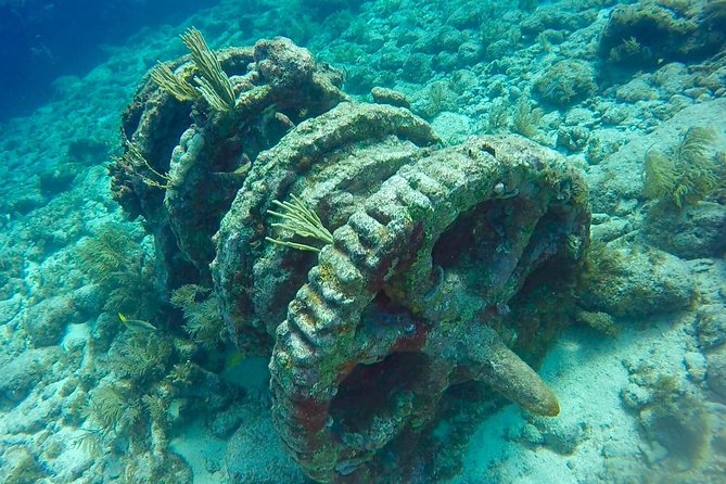 Half Day Scuba Diving Trip in the Florida Keys - What to Expect: Diving and Beyond