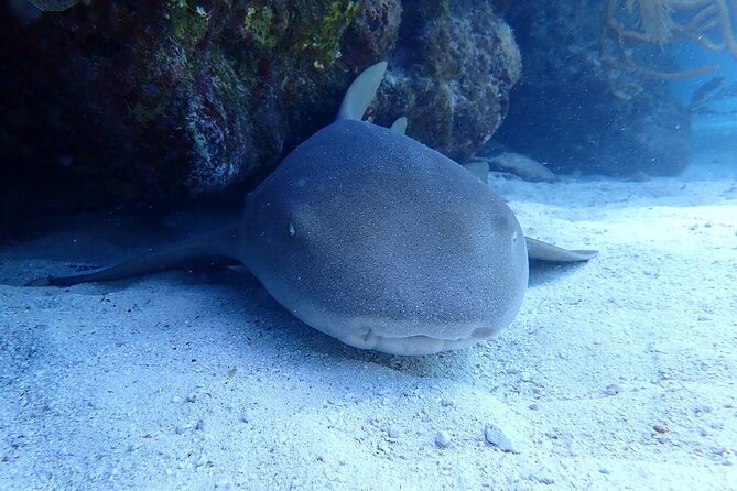 Half Day Scuba Diving Trip in the Florida Keys - Final Thoughts