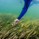 Half-Day Semi Private Scallop Tour - Discovering Florida’s Hidden Treasure: The Half-Day Semi-Private Scallop Tour in Crystal River