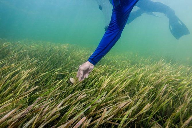 Half-Day Semi Private Scallop Tour - Discovering Florida’s Hidden Treasure: The Half-Day Semi-Private Scallop Tour in Crystal River