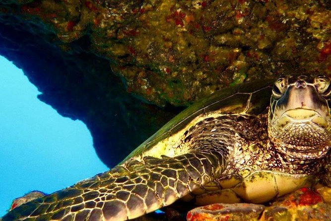 Half Day Snorkel to Lanai from Kaanapali Beach + Dolphin Search - Practical Tips for the Trip