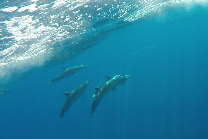 Half Day Snorkel to Lanai from Kaanapali Beach + Dolphin Search - Frequently Asked Questions