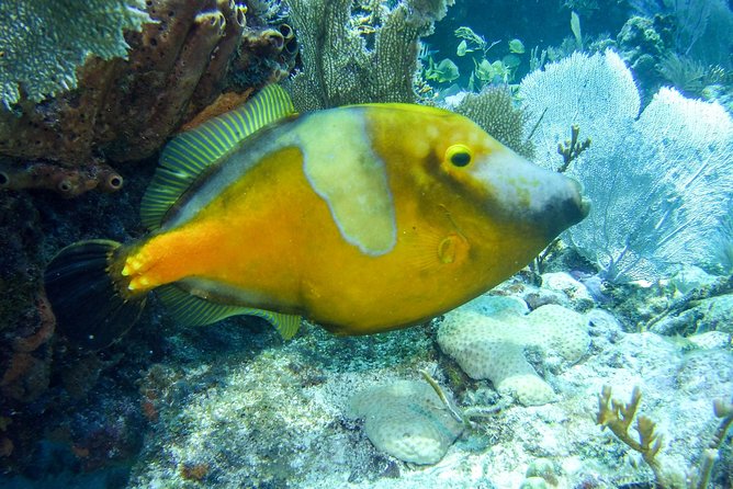 Half Day Snorkel Trip on Reefs in the Florida Keys - Final Thoughts: Who Should Book This Trip?
