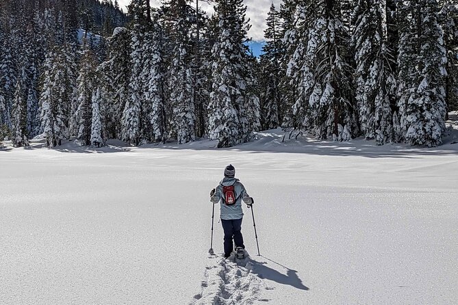 Half Day Snowshoe Hike in Tahoe National Forest - What Makes This Tour Stand Out?