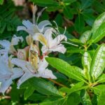 Half Day Tour to Faery Waterfalls, Castle Lake and Mount Shasta - Authentic Experiences and Hidden Gems