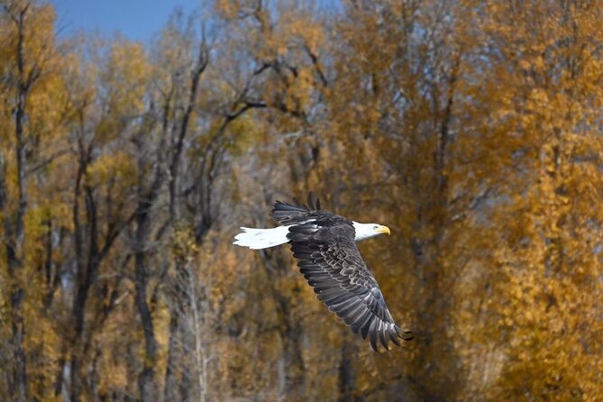 Half-Day Traditional Driftboat Fly Fishing at Jackson Hole - The Sum Up