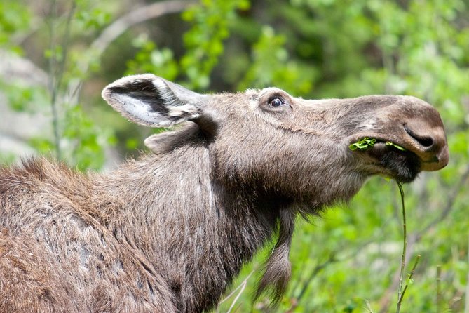 Half-Day Wildlife Safari Tour in Grand Teton National Park - An In-Depth Look at the Wildlife Safari Experience