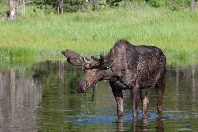 Half-Day Wildlife Safari Tour in Grand Teton National Park - The Sum Up
