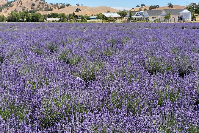 Half-day Wine and Olive Oil Tasting and Lavender Farm Tour - Exploring the Itinerary: What to Expect
