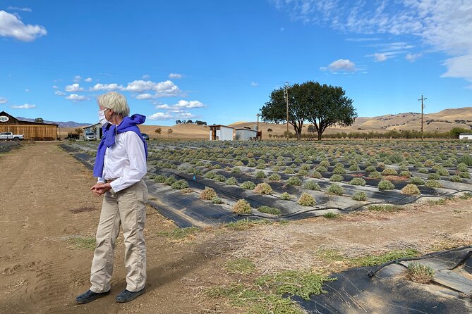 Half-day Wine and Olive Oil Tasting and Lavender Farm Tour - A Closer Look at the Experience Value