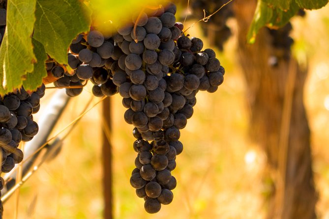 Half-Day Wine Country Tour from San Francisco - The Sum Up