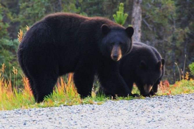 Half Day Yukon Suspension Bridge & Summit Tour - The Experience in Practice