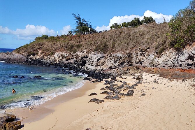 Halfway to Hana Private Tour Maui BlackBeach Waterfalls Turtles - The Sum Up