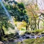 Halfway to Hana Tour of Maui Black Sand Beach Waterfalls Turtles - Keanae Arboretum & Town – A Tapestry of Life