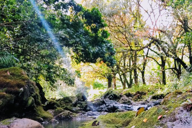 Halfway to Hana Tour of Maui Black Sand Beach Waterfalls Turtles - Keanae Arboretum & Town – A Tapestry of Life