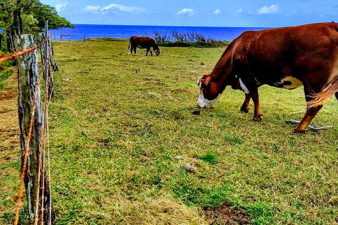 Halfway to Hana Tour of Maui Black Sand Beach Waterfalls Turtles - Keanae & Wave Watching