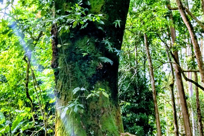 Halfway to Hana Tour of Maui Black Sand Beach Waterfalls Turtles - Final Stop & Return