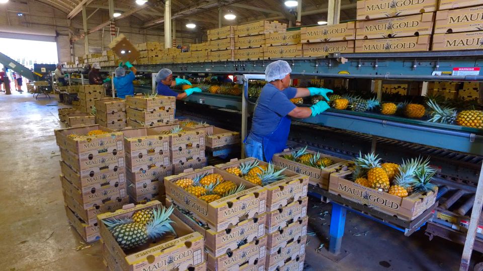 Hali'imaile: Pineapple Farm Tour - Pricing and Value for Money