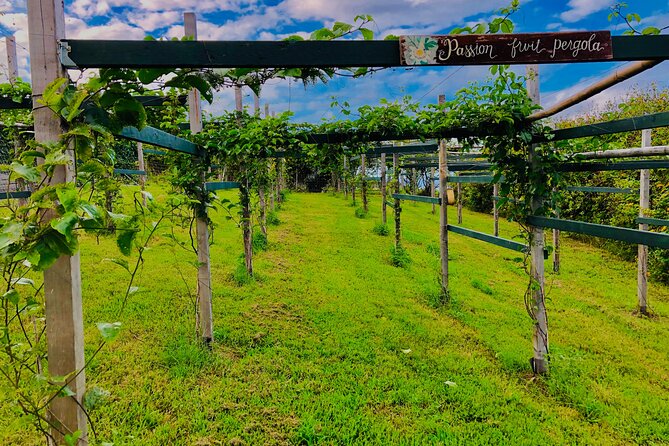 Hamakua Coast Farm Small-Group Walking and Tasting Tour - Introduction: A Taste of Authentic Hawaii on the Hamakua Coast