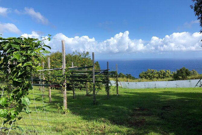 Hamakua Coast Farm Small-Group Walking and Tasting Tour - Practical Details: What to Expect and How to Make the Most of It