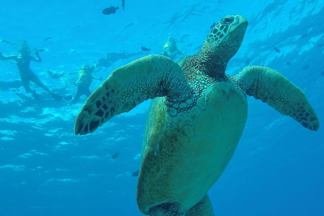 Hanauma Bay Guided Snorkel Tour (with guaranteed entrance time) - Why This Tour Stands Out