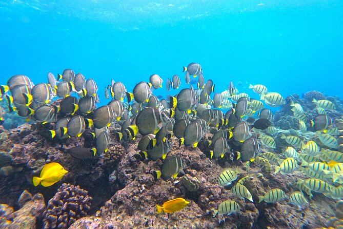 Hanauma Bay Guided Snorkel Tour (with guaranteed entrance time) - FAQ