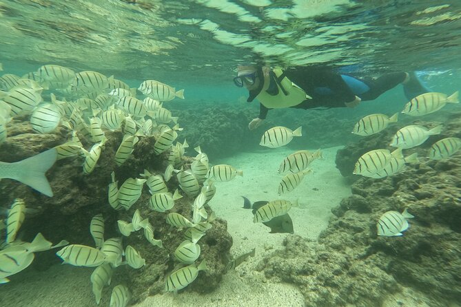 Hanauma Bay Guided Snorkeling Tour with Transportation - An Overview of the Tour Experience