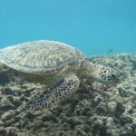 Hanauma Bay Guided Snorkeling Tour with Transportation - The Itinerary in Detail