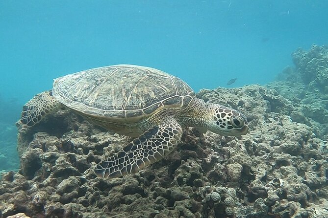 Hanauma Bay Guided Snorkeling Tour with Transportation - The Itinerary in Detail