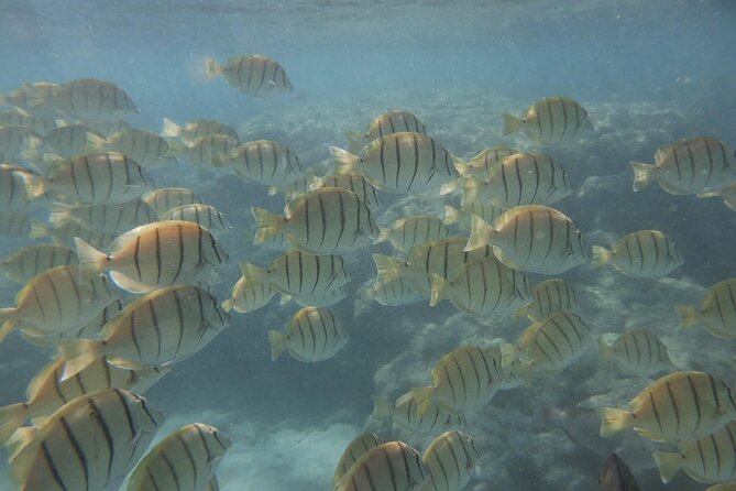 Hanauma Bay Guided Snorkeling Tour with Transportation - Equipment and Additional Costs