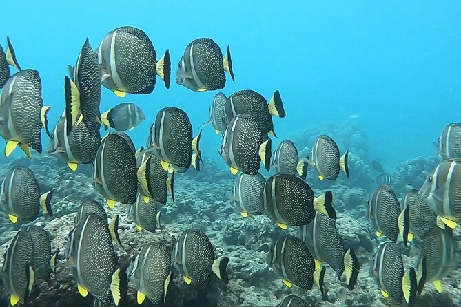 Hanauma Bay Guided Snorkeling Tour with Transportation - Why Choose This Tour?