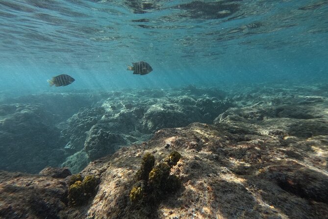 Hanauma Bay Guided Snorkeling Tour with Transportation - FAQs