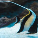 Hanauma Bay Snorkel - Final Thoughts: Is It Right for You?