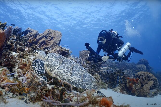 Hanauma Bay Snorkeling Reservation+Equipment Rental - What Travelers Can Expect: The Underwater Experience  