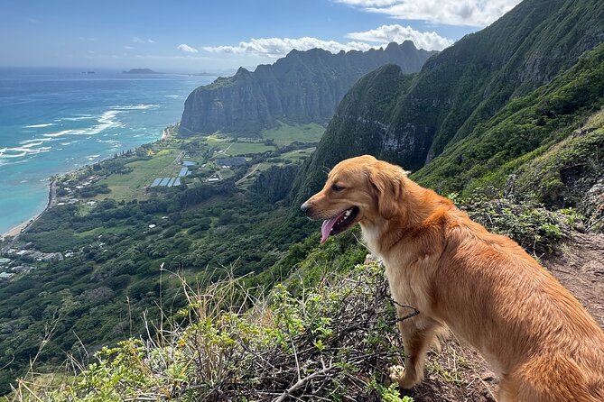 Hawaii Oahu Canyon Rappel & Hike Expedition Tour - Potential Drawbacks or Considerations