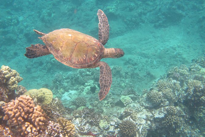 Hawaiian Canoe Sailing Experience in Maui - FAQs