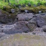 Hawaiian Ohia Tea and Tikis - Logistics and Practical Details