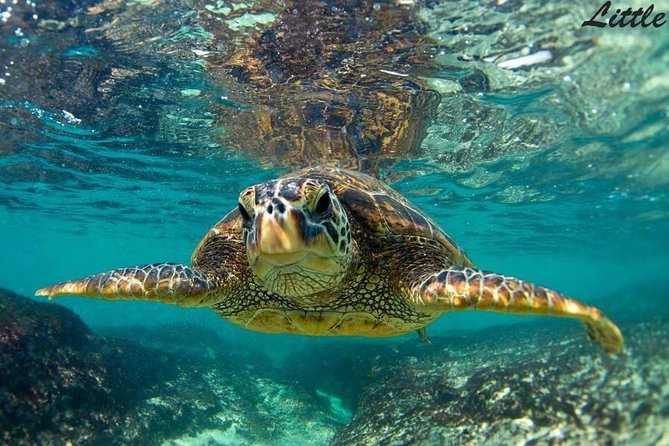 Hawaiian Outrigger Canoe Cultural and Turtle Tour - A Detailed Look at the Hawaiian Outrigger Canoe Tour