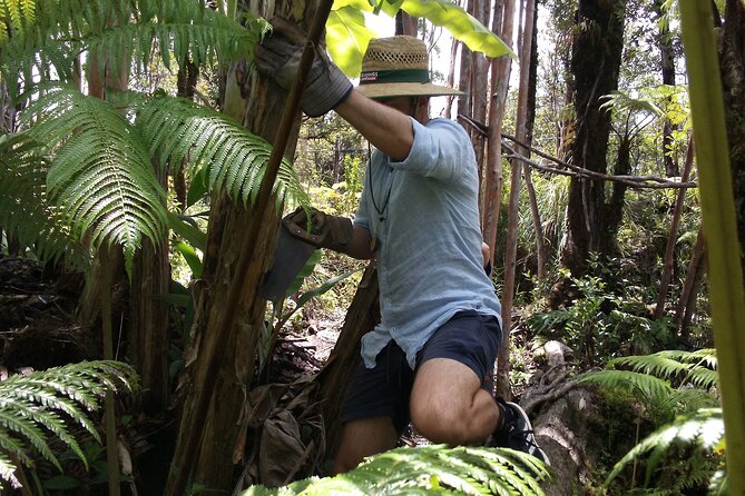 Hawaiian Rainforest Banana Cultivation Experience - Review of the Hawaiian Rainforest Banana Cultivation Experience