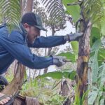 Hawaiian Rainforest Banana Cultivation Experience - The Sum Up