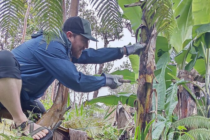 Hawaiian Rainforest Banana Cultivation Experience - The Sum Up
