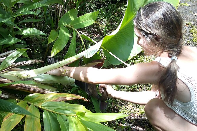 Hawaiian Rainforest Banana Cultivation Experience - FAQs