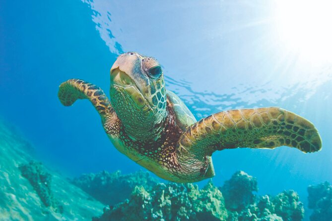 Hawaiian Sea Turtles and Snorkeling Experience in Kona with Lunch - Key Points