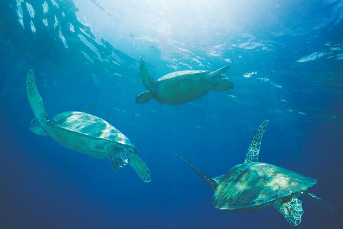Hawaiian Sea Turtles and Snorkeling Experience in Kona with Lunch - Setting Sail on a Kona Coast Adventure